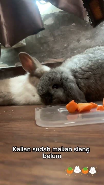 Saatnya kelinci makan siang 🥕🐇 #bunny #dutch #hollandlop #kelinci #rabbit #rabbitdiet - YouTube