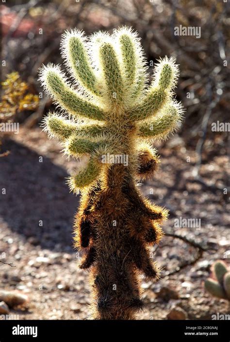 Cylindropuntia Bigelovii The Teddy Bear Cholla Is A Cactus Species