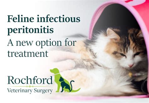 Feline Infectious Peritonitis A New Option For Treatment Rochford Vets