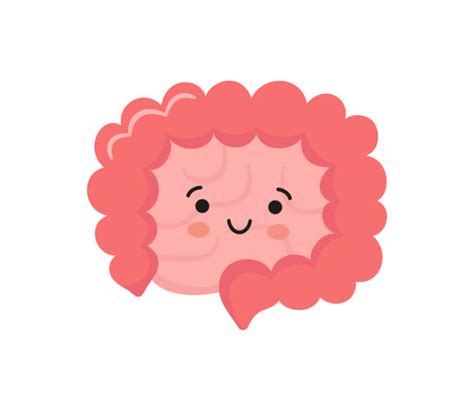 Appendix Drawing Stock Vectors Istock