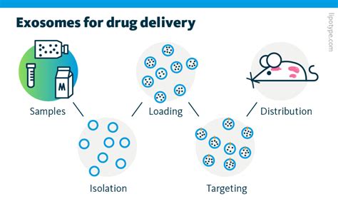 Exosome Characterization For Targeted Drug Delivery Lipidomics Characterization Of Exosomes
