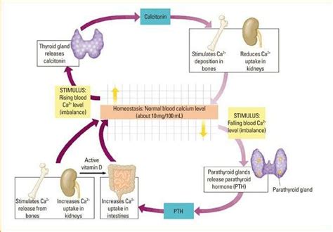 Regulation Of Calcium Level In The Body