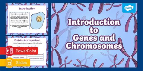 Chromosome PowerPoint And Google Slides For 6th 8th Grade
