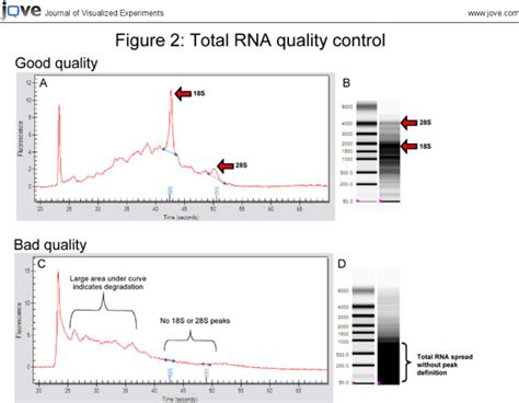 Total RNA Quality Control A B Represents Good Quality Total RNA After Download Scientific