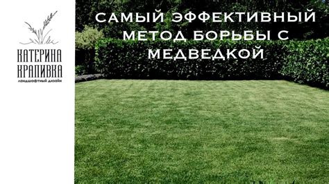 Самый эффективный метод борьбы с медведкой - YouTube