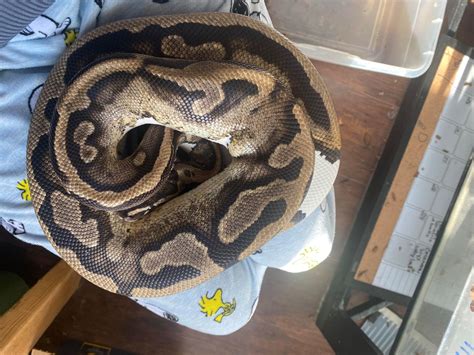 Pythonhead Tracker
