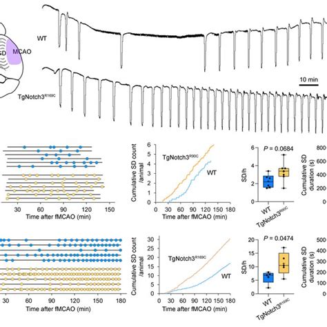 Peri Infarct Spreading Depolarization During Filament Middle Cerebral Download Scientific