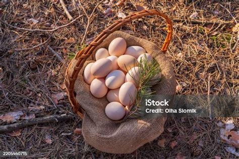하얀 닭고기 달걀로 가득 찬 고리버들 바구니가 숲 가장자리에 서 있습니다 농업 닭고기 달걀 0명에 대한 스톡 사진 및 기타