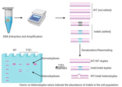 T E Assay For The Detection Of Indels After CRISPR Based Gene Editing BioRender Science Templates
