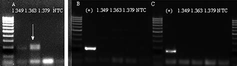 Pcr Analysis Of Virus Purified From Nl01 Environmental Sample Download Scientific Diagram