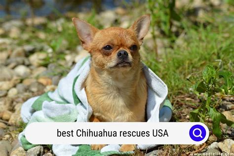 Teacup Chihuahua For Free Adoption