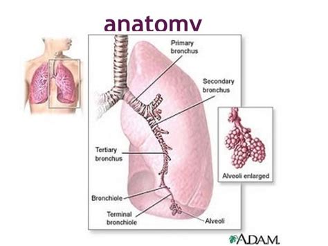 Bronchiectasis And Their Causes Symptoms Pdf Lung And Respiratory Health Diseases And
