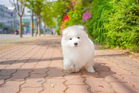 사모예드분양 골든리트리버분양 대형견분양 큰개닷컴