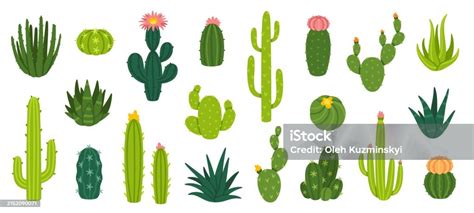 선인장 사막 식물 멕시코 선인장 꽃 알로에 즙이 많은 식물 만화 장식 원예 선인장 가정 식물 여름 멕시코 자연 식물 벡터 플랫 세트 0명에 대한 스톡 벡터 아트 및 기타