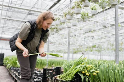 Woman Planting Flower Bulbs In Soil For Growing In A Greenhouse Stock