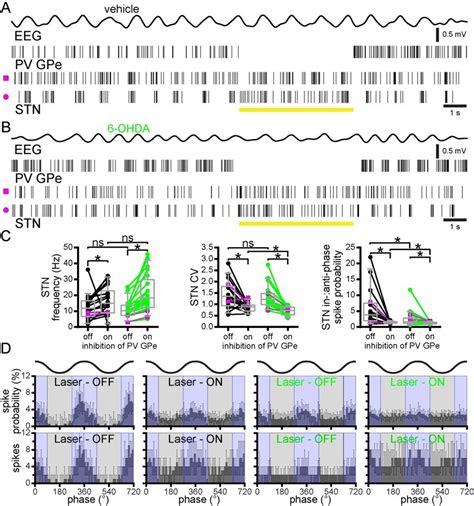 Optogenetic Inhibition Of Pv Gpe Neurons Disinhibits Stn Neurons And