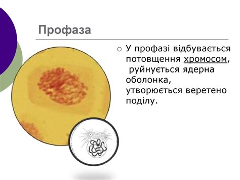 Ріст і розмноження клітин 6 клас презентация онлайн