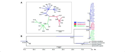 a bayesian phylogenetic tree based on cpdna data b divergence