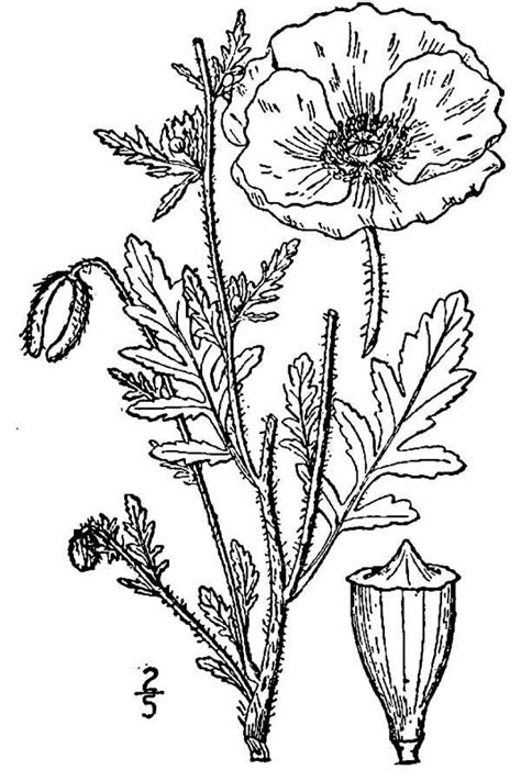 Как распечатать картинку с мака