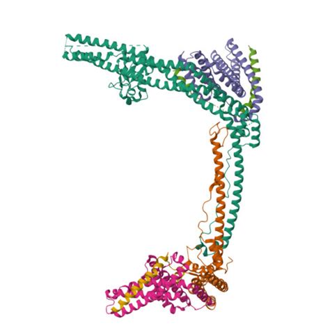 Rcsb Pdb 8srm Structure Of Human Ulk1 Complex Core 222