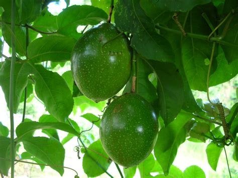 Taman Buah Menjual Bibit Markisa