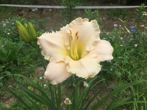 Peach Daylily