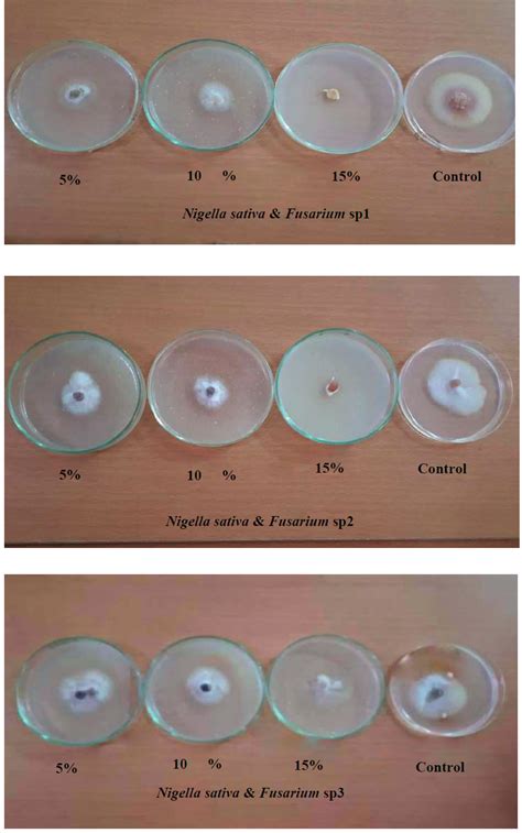 Effect Of Various Concentrations Of N Sativa In Vitro On Growth Download Scientific Diagram