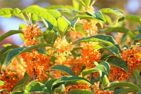 金木犀に誘われて ネット文芸館 木洩れ日の里 楽天ブログ