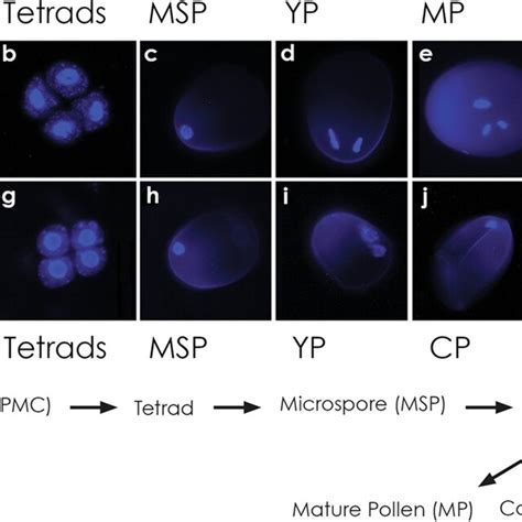 Terminal Dutp Nick End Labeling Tunel Assay And Dapi Staining Of Download Scientific Diagram