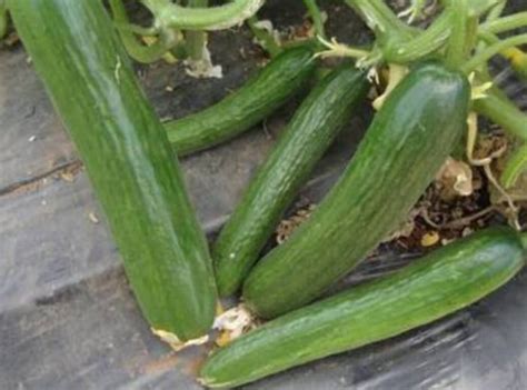 Magseeds Cucumber Hybrids 577