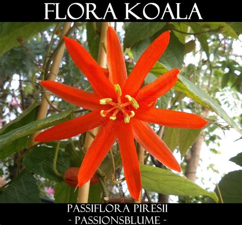 Passiflora X Piresii Passionsblume Flora Koala