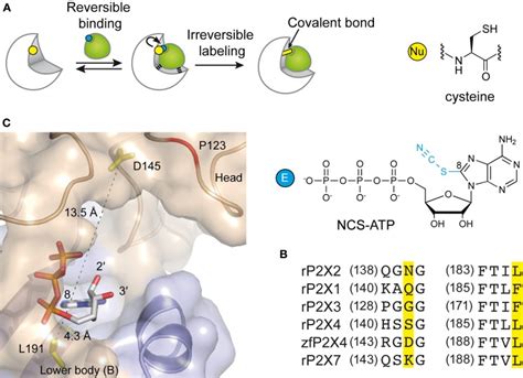 Alternative Methods To Identify Residues Involved In The Atp Binding Of