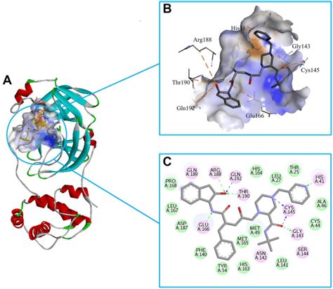 Investigation On The Binding Pattern Of 3cl Pro And Indinavir A The Download Scientific