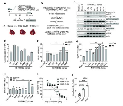 Isolation And Characterization Of Hcc Cell Lines From Download
