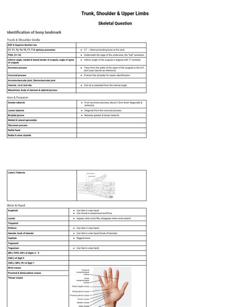 Goniometry And Mmt Ul Pdf Anatomical Terms Of Motion Elbow