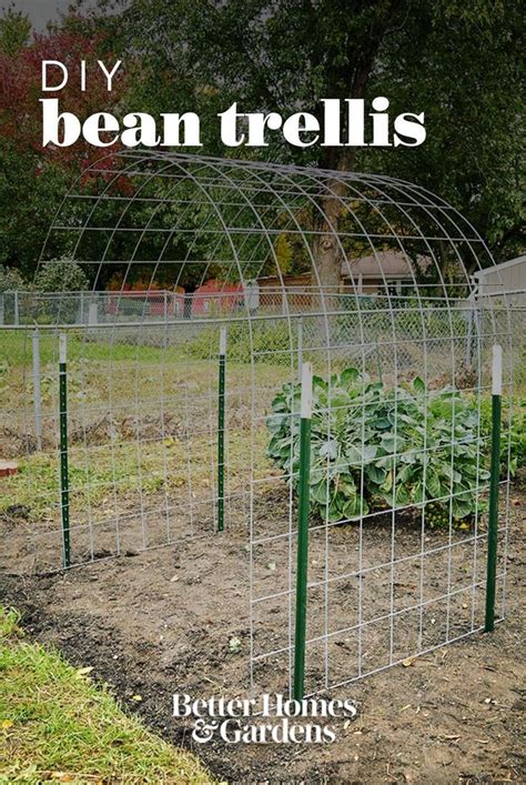 10 Cheap And Quick Trellis Ideas For Your Garden Bean Plant Trellis
