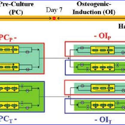 Schematics Of The Staged Bioreactor Operation The In House Perfusion Download Scientific