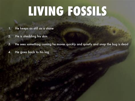 Living Fossils By Tomh