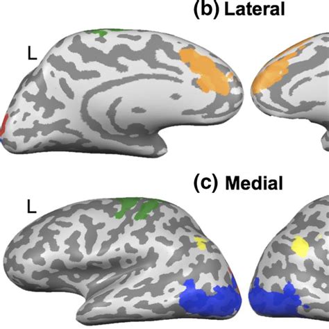 Regions Included In The Fmri Analysis Lateral Occipital Cortex Loc
