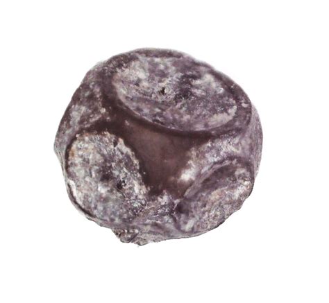 Crinoid Ny Devonian Member Collections The Fossil Forum