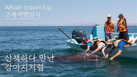 [고래여행일지] 아기고래가 쓰다듬어 달라며 다가오는 곳 멕시코 바하캘리포니아 귀신고래 보호구역 Youtube