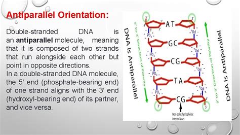 Dna Structure A B Z Forms Dna Discovery