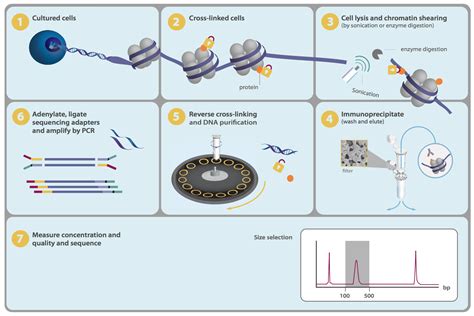 Chip Sequencing Kit For Qpcr And Next Generation Sequencing Get Quote Rfq Price Or Buy