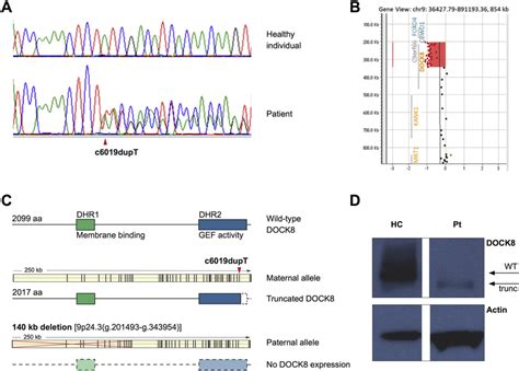 A Novel Compound Heterozygous Mutation In Dock8 Results In Expression Download Scientific
