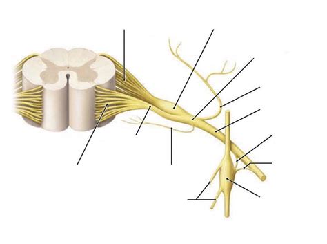 Diagram Of Structure Of A Spinal Cord Segment Quizlet