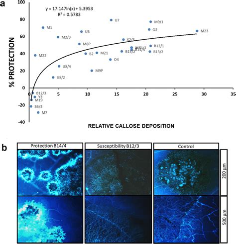 Correlation Between Levels Of Induced Resistance And Callose