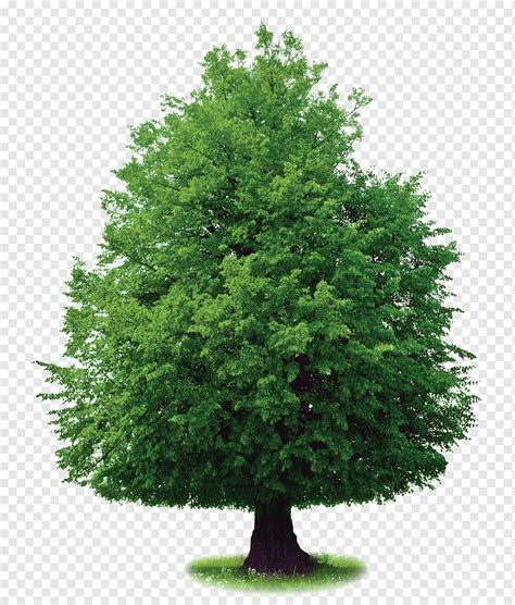 Tree Graphy Money Tree Leaf Grass Spruce Png PNGWing