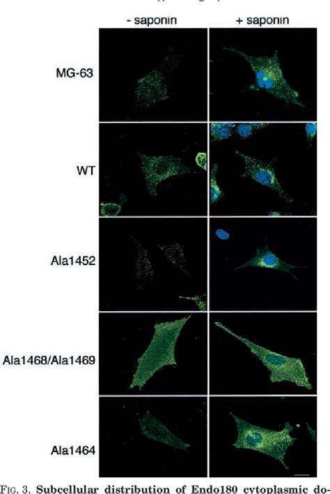 Figure 3 From The C Type Lectin Receptor Endo180 Displays Internalization And Recycling