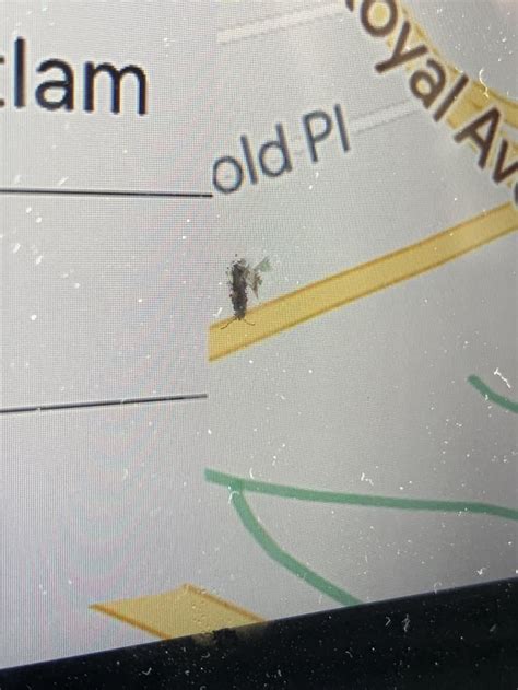 Dead Bug Stuck Behind The Infotainment Screen Rtoyotahighlander