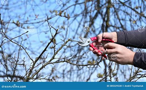 Spring Formative Pruning Of The Tree And Formation Of The Tree Crown